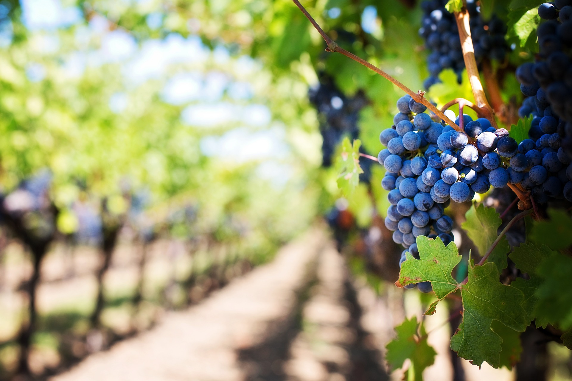 The Growth of UK Viticulture - Weatherquest